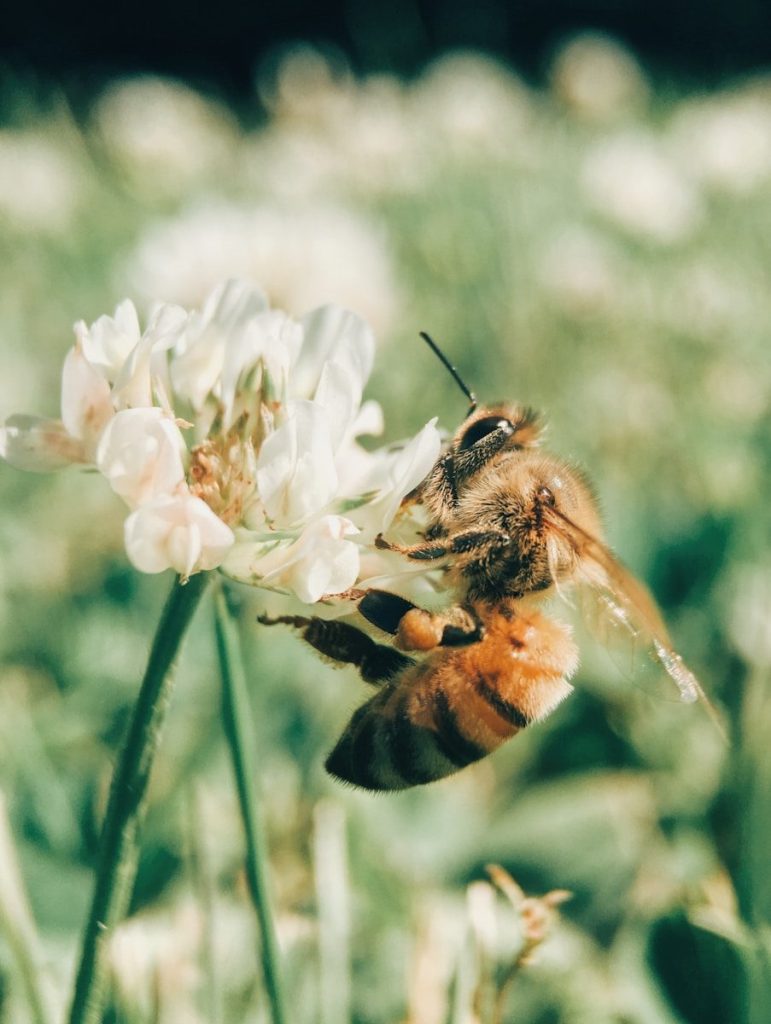 Why bees matter far beyond making honey