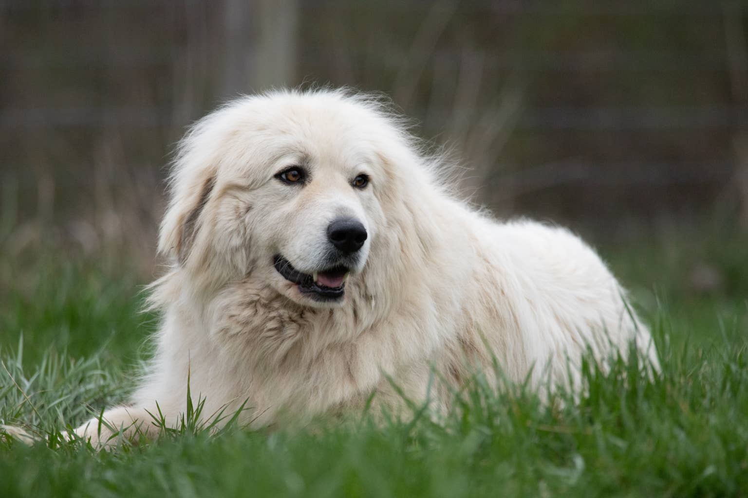 Fearless Great Pyrenees sends a grizzly bear running