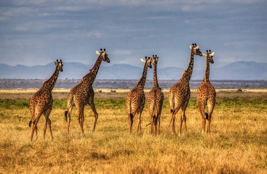 What it’s like living with wild animals in Africa