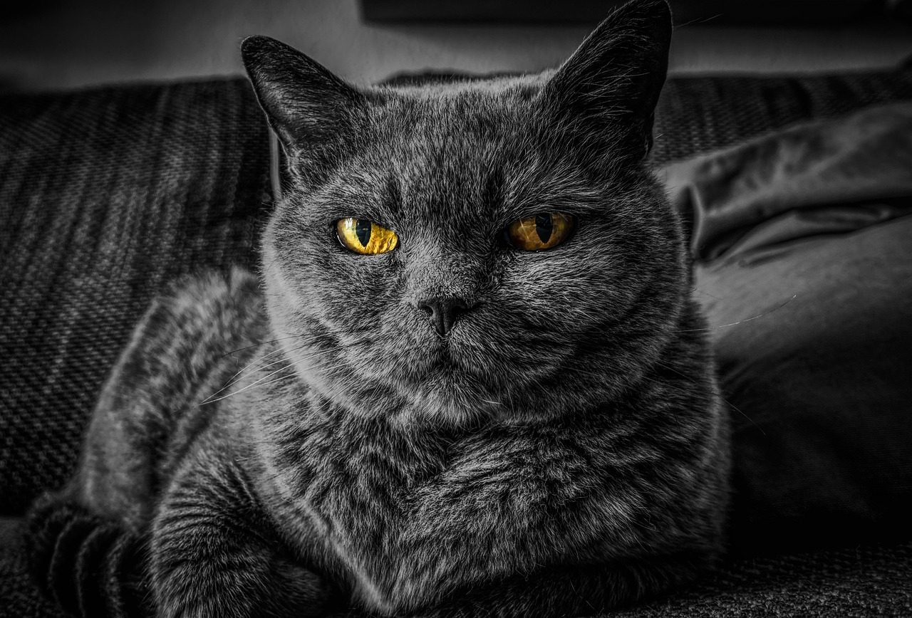 Why a stubborn man finally welcomed a cat home