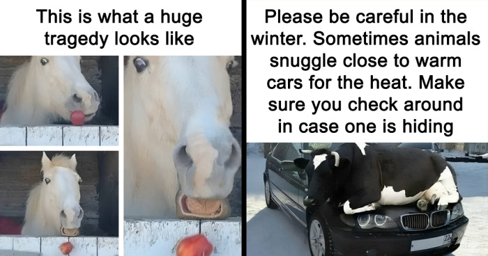44 funny situations with animals that were perfect to make memes out of