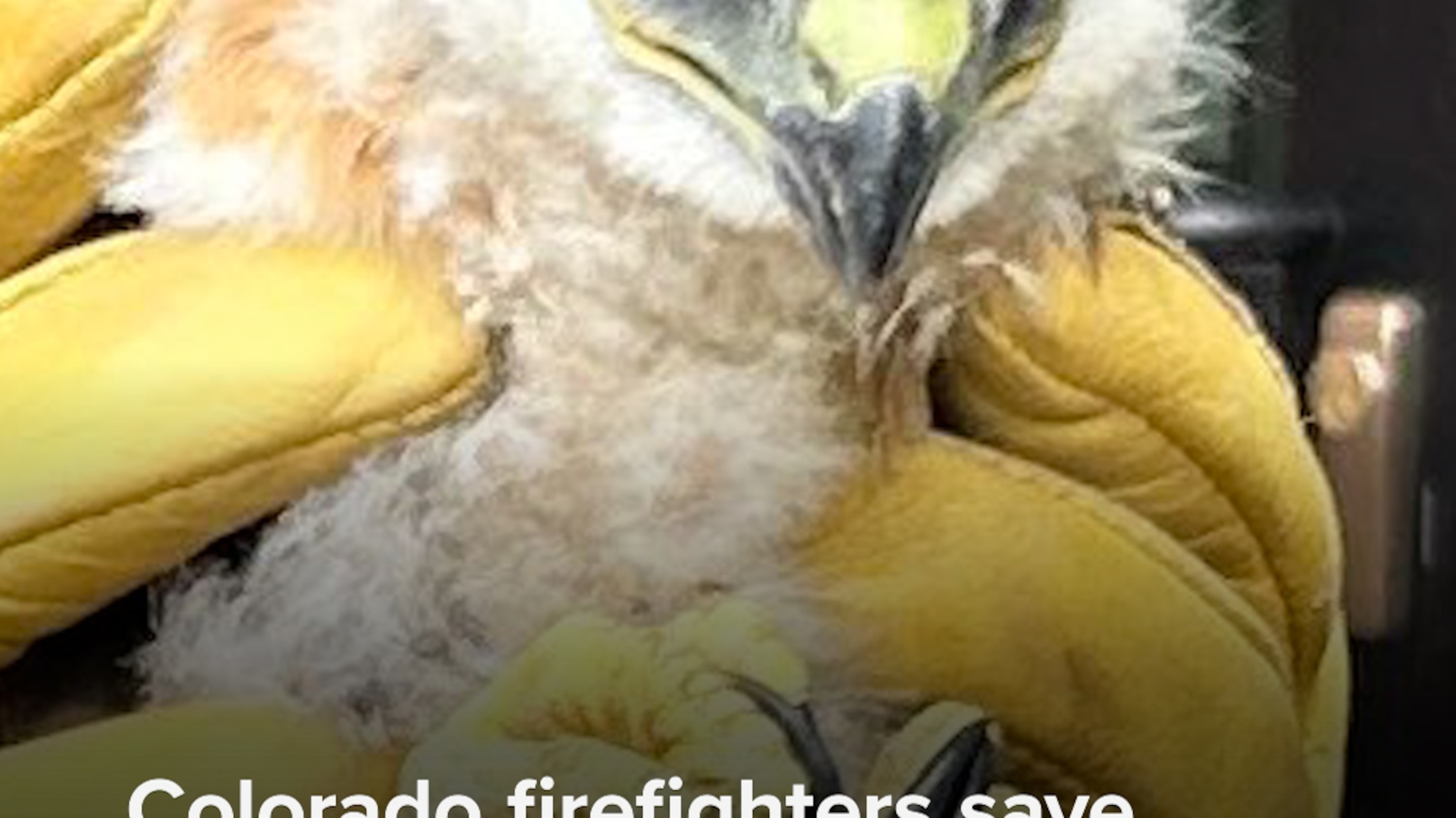 Colorado firefighters save red-tailed hawk that fell four stories from nest