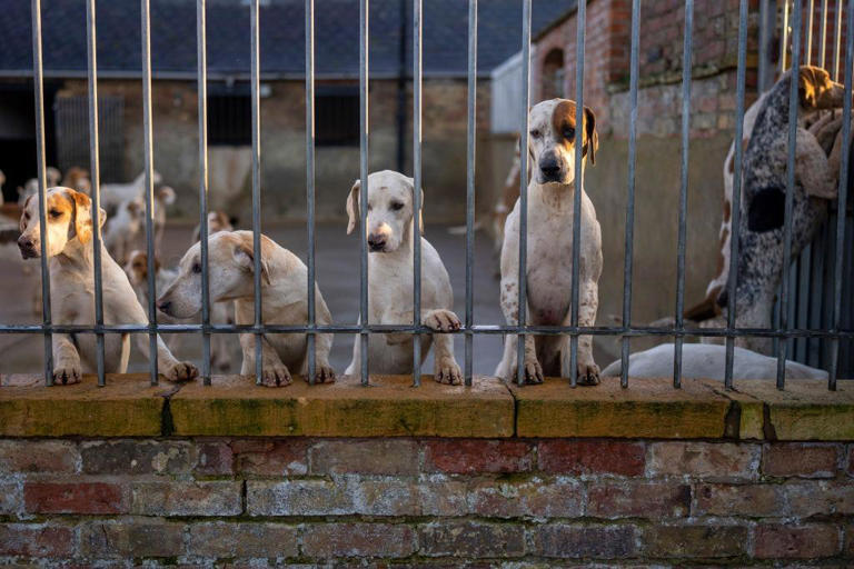 Northern Ireland Assembly votes in favour of ban on hunting with dogs ...