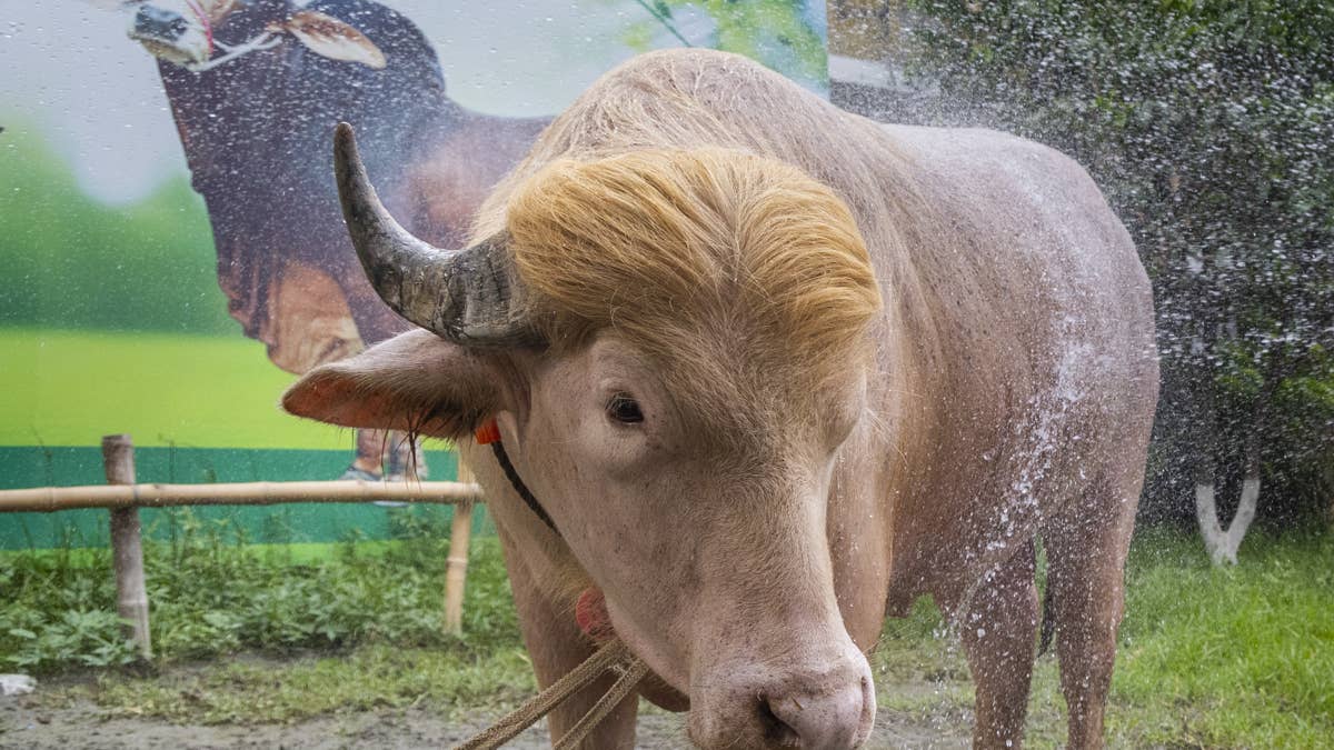 Rare buffalo named 'Trump' sports the most famous hairdo on the internet