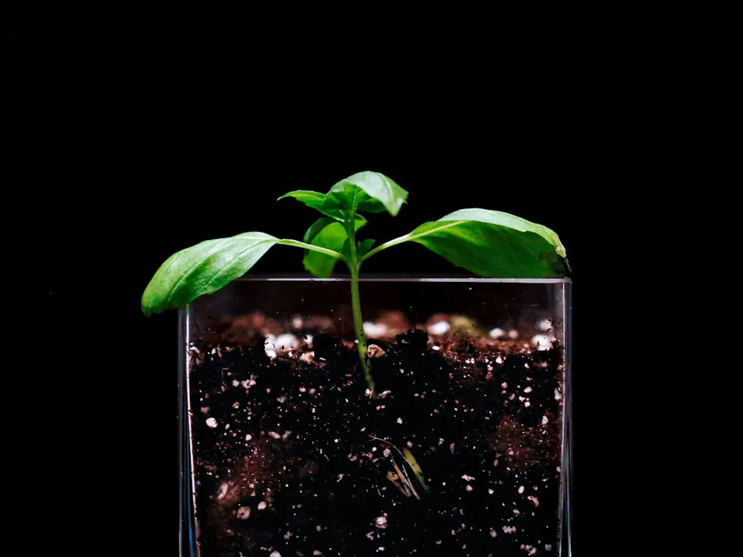 10 common soil mistakes that are quietly stunting your tomato plants