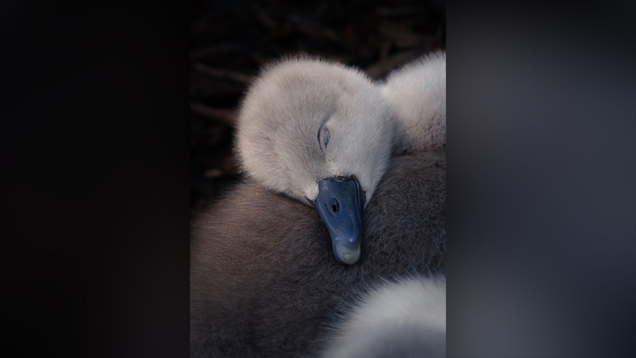 18-year-old photographer wins top prize with heartwarming cygnet image