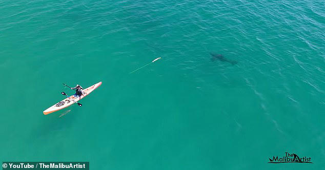 Filmmaker gets too close for comfort as great white shark bites his ...