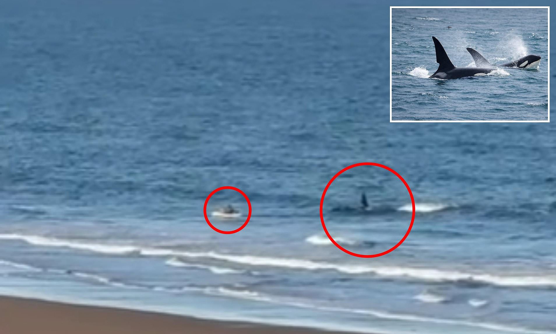 Ultra-rare close encounter between orca and canoeist as beast mistakes ...