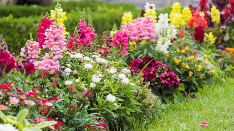 How to grow and take care of snapdragon flowers