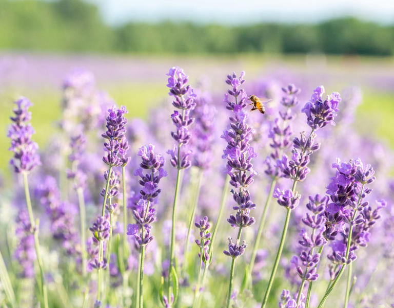 Grow these low-maintenance, full-sun plants for maximum beauty with ...