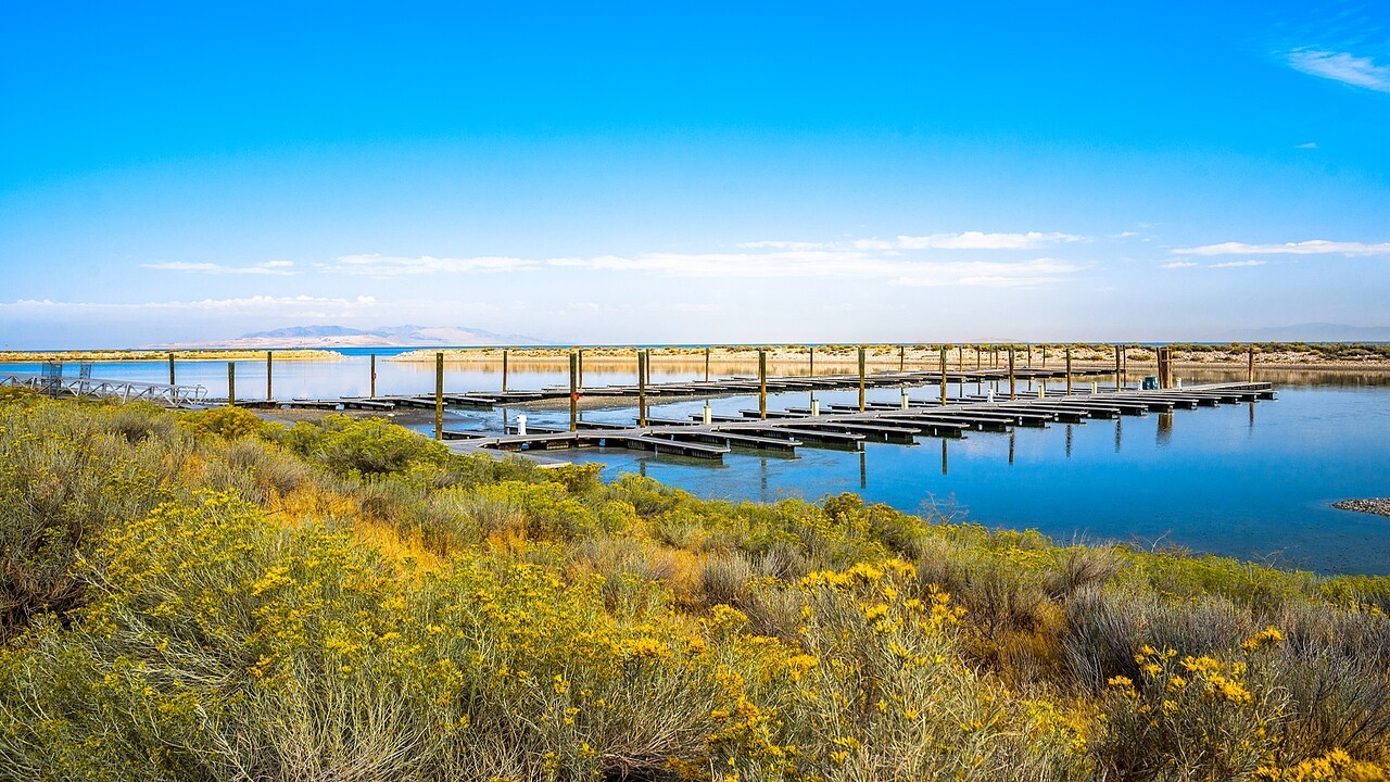 Utah’s Great Salt Lake has a wild island with 600 bison, but most ...
