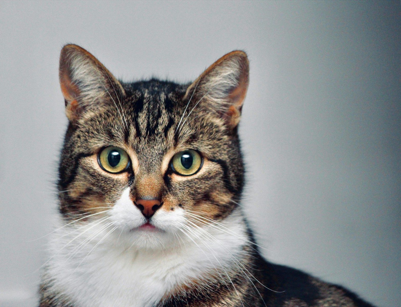 How a wobbly cat invented a clever new trick