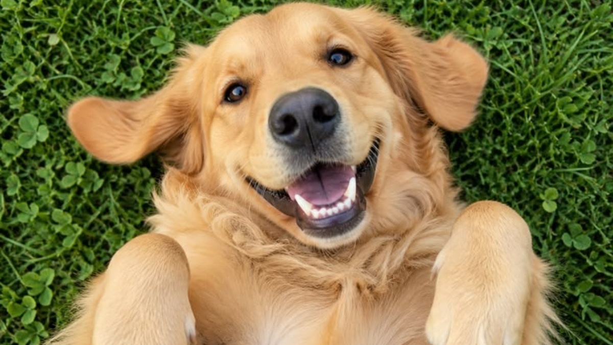 9 loving dog breeds that find true happiness with their human families