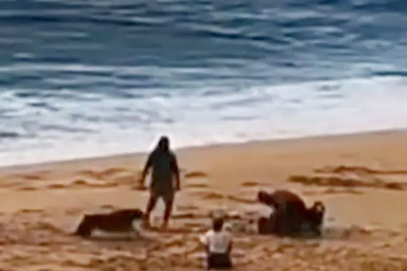 Horrifying moment Rottweiler mauls little girl on Hawaii beach leaving ...