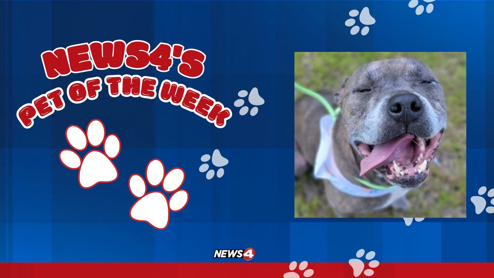 Pet of the week: Chill Chef