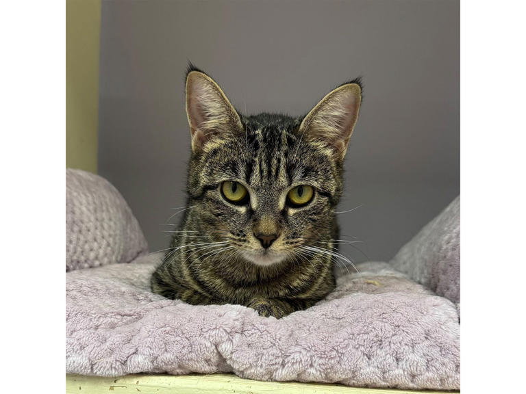 Young mama cat, ready for a home of her own: Huntington adoptable pet ...