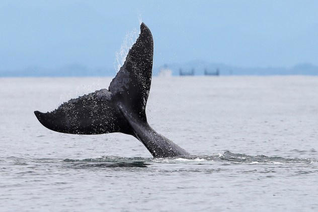 Two humpback whales traveled more than 9,000 miles between Australia ...