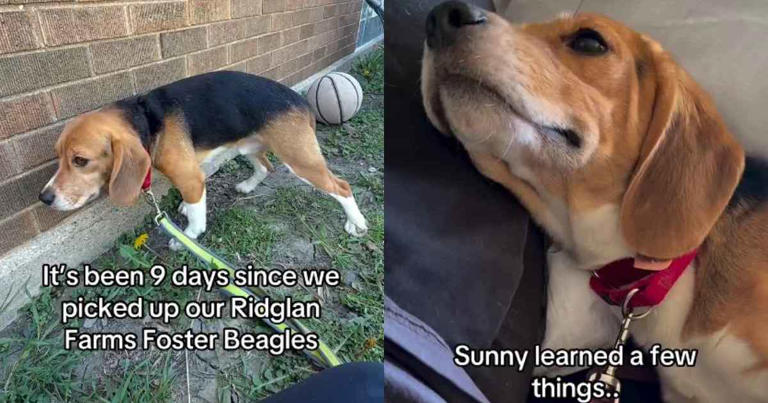 Rescue dog learning to love toys & snuggles after life in cage is stuff ...