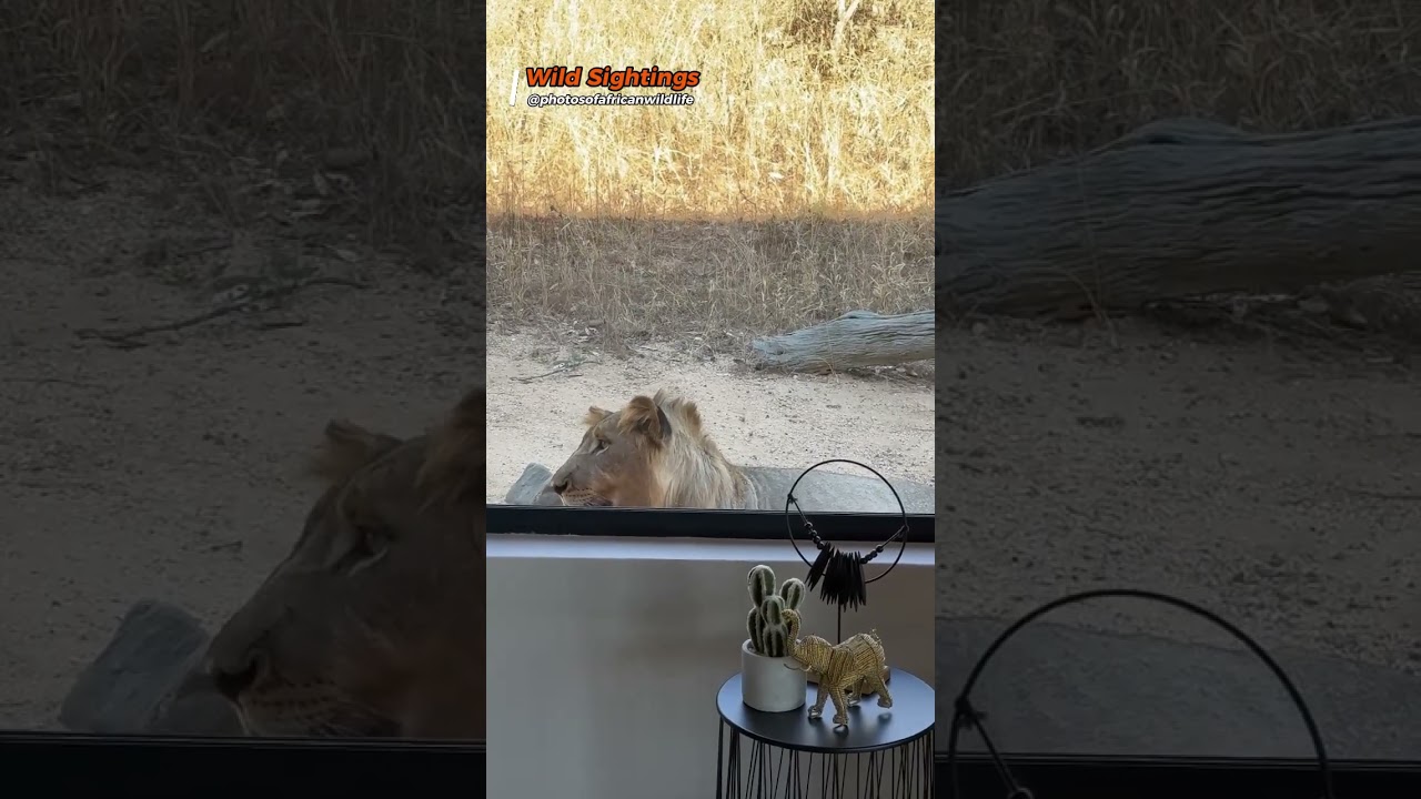 Adorable Lion Cub Looks Inside House Like a Nosy Neighbour
