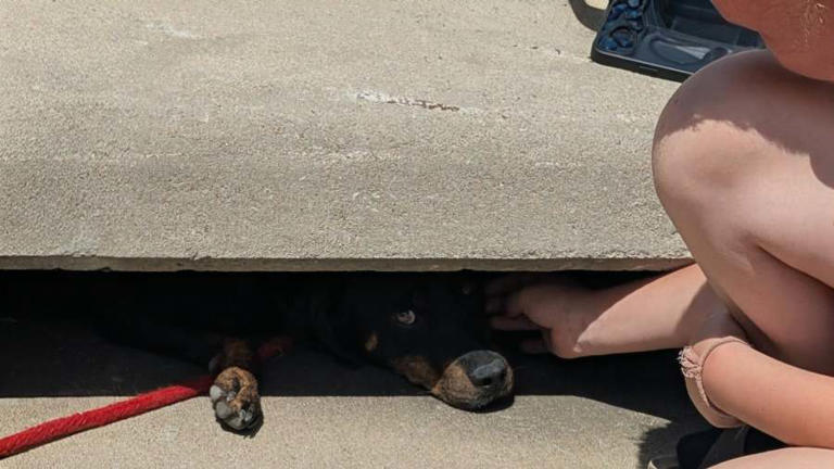 Pea Ridge police rescue dog from storm drain