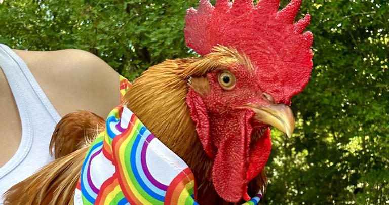 Not your typical chicken: How a rooster helped a queer woman embrace ...