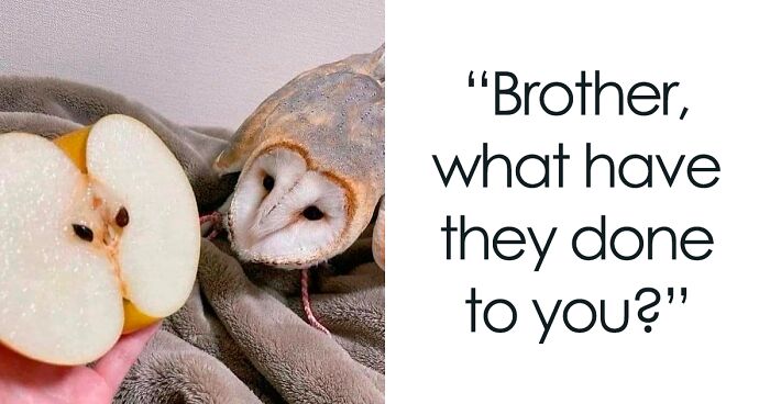 43 times animals were the perfect meme format