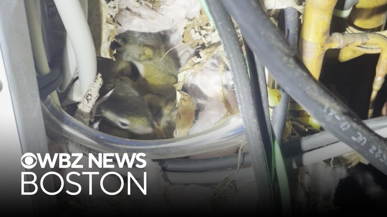 Massachusetts HVAC company says rodent issues becoming more common