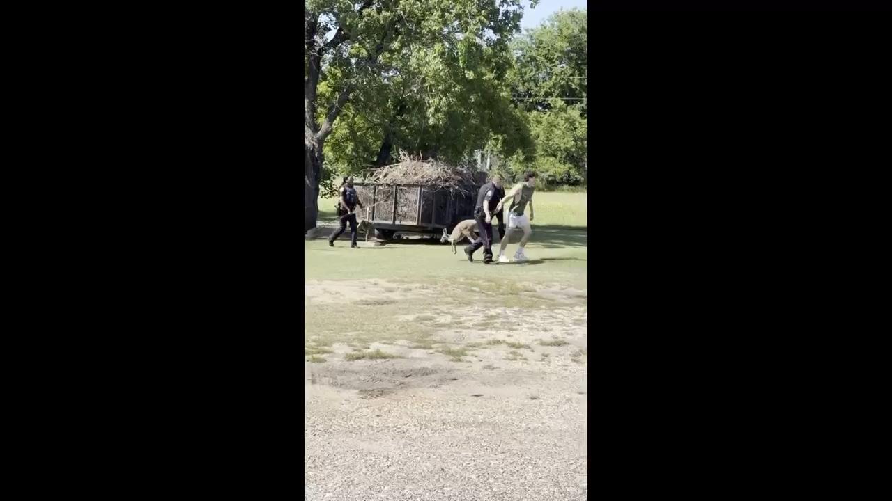 Waco police capture kangaroo on the loose