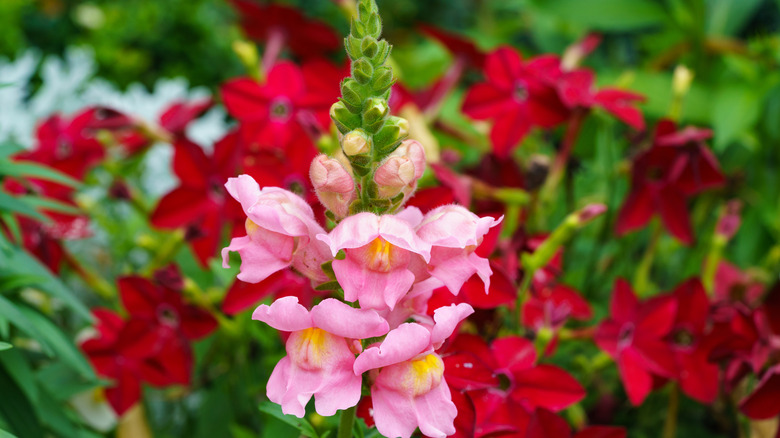 How to grow and take care of snapdragon flowers