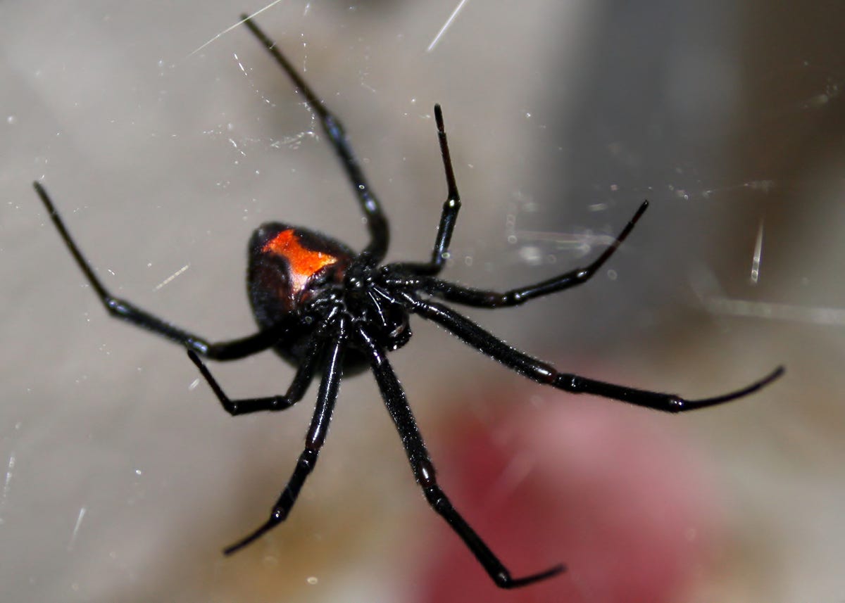 What experts want you to know about the common house spider
