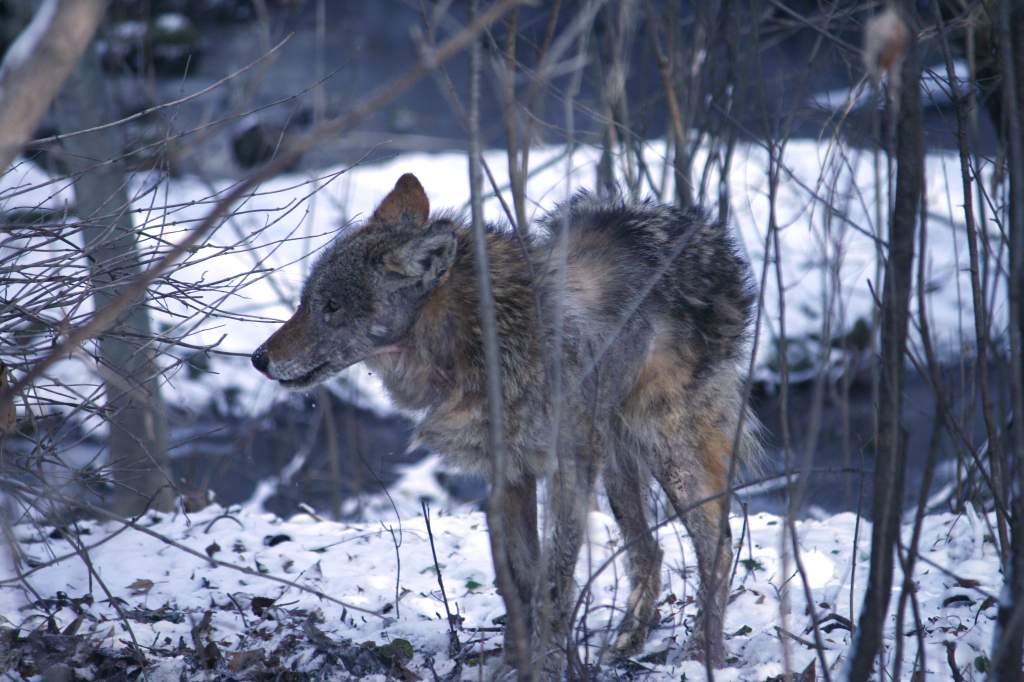 Ford says he howls like a wolf to scare off Etobicoke coyotes