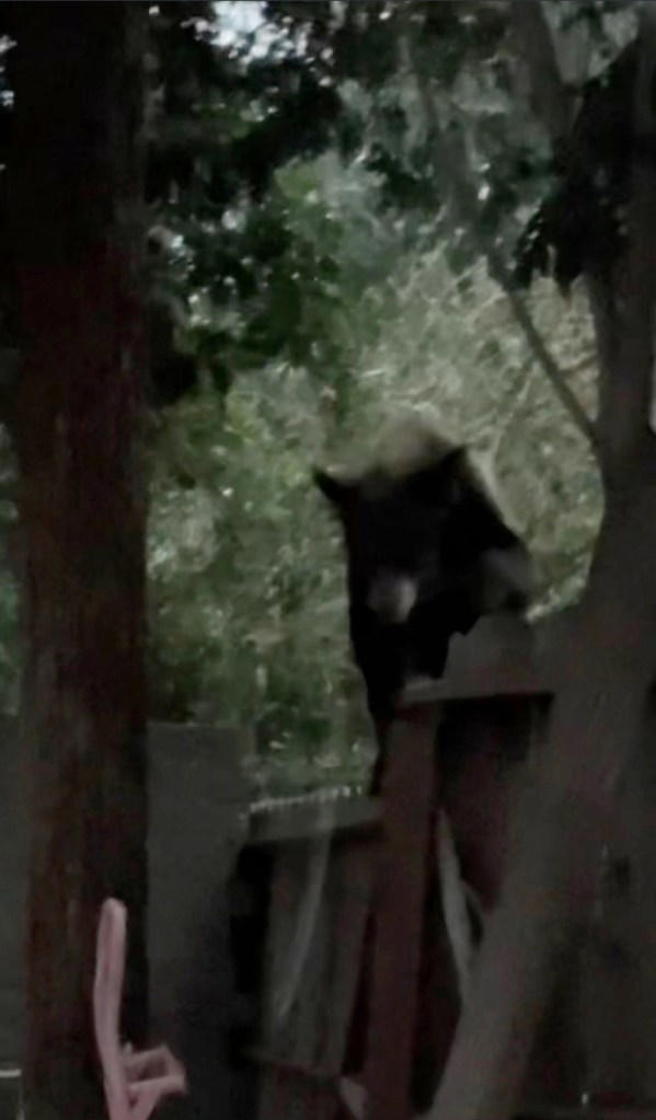 Huge bear family causes chaos outside SoCal home