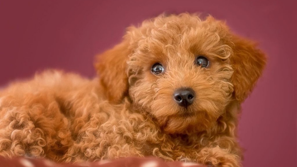 These dog breeds live longer than most, and some exceed 15 years