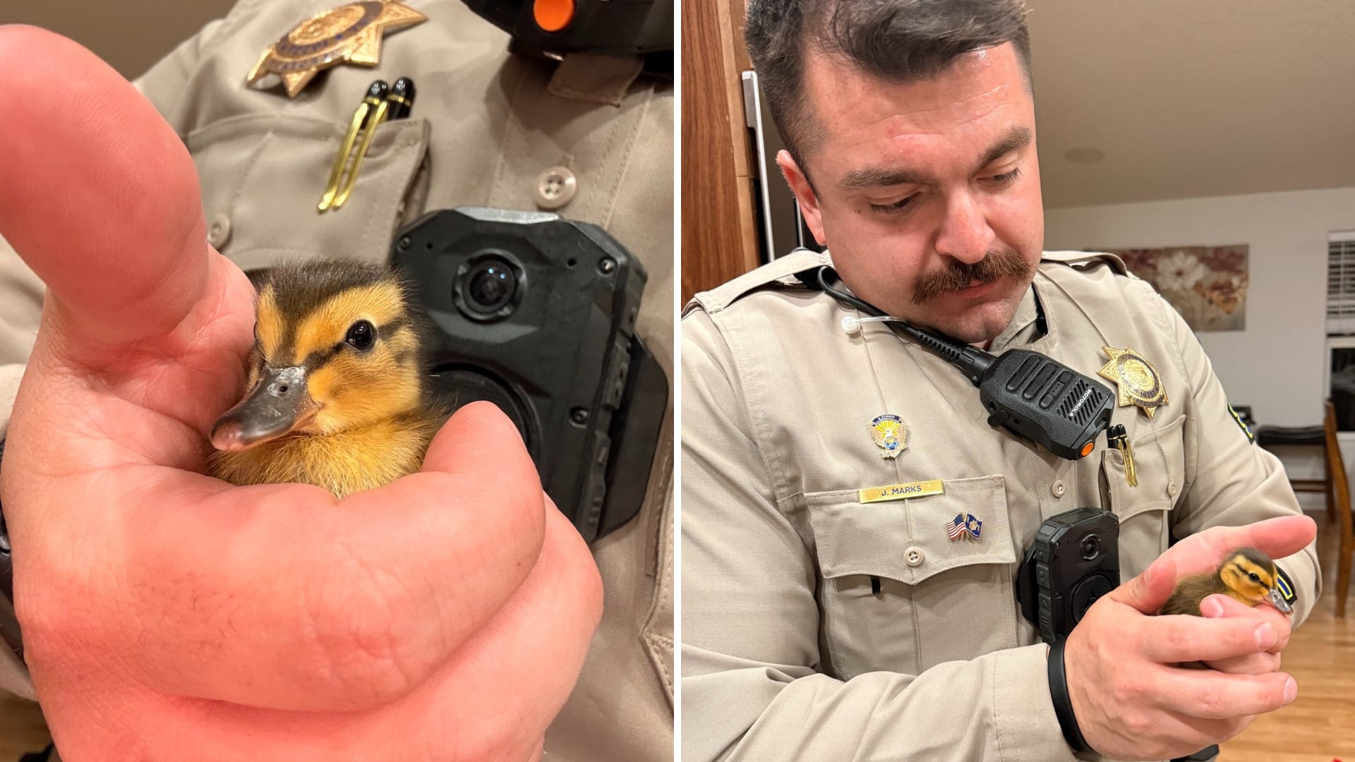No call too small: Trooper rescues lost duckling on Mesa highway