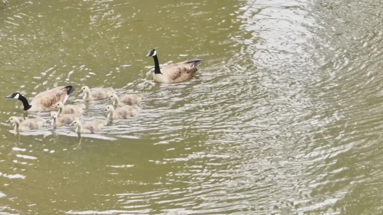 Residents outraged after they say geese were hit and killed