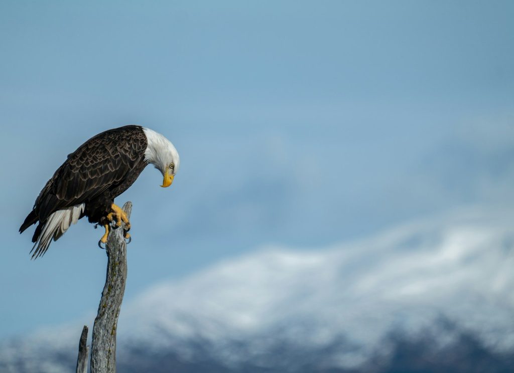 Animals people mistakenly think are endangered