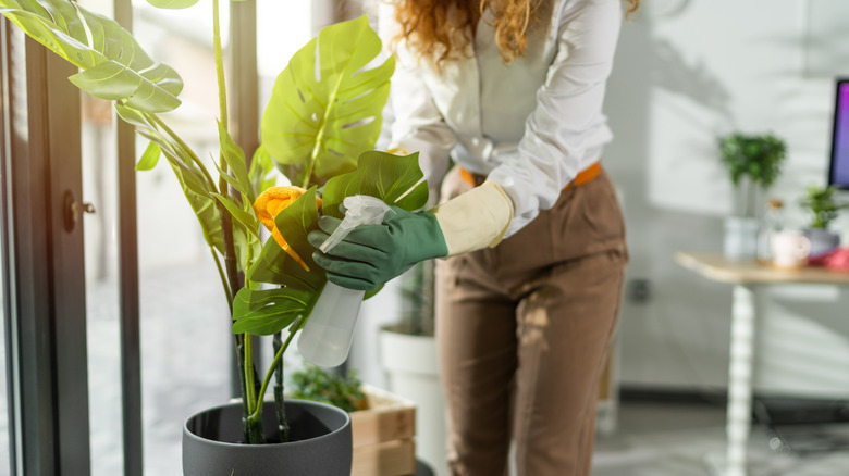 Plants that are secret dust magnets in your home