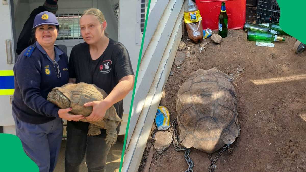 Chained to the ground: Endangered tortoise rescued by SAPS from illegal ...