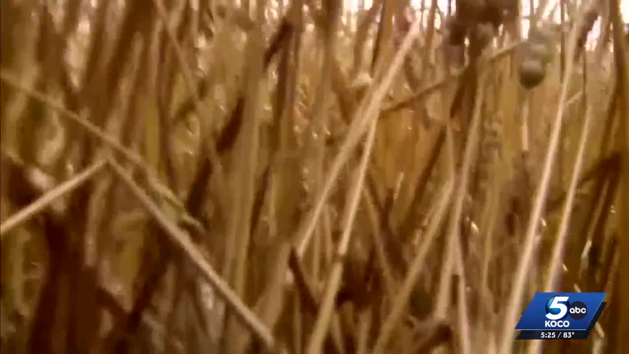 Oklahoma drought continues despite rainfall, impacting crops and ranching