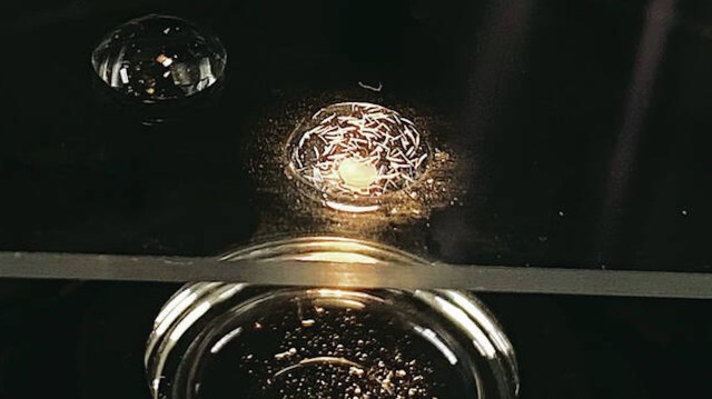 Microscopic hunter worms are taking on the invasive beetle devastating ...