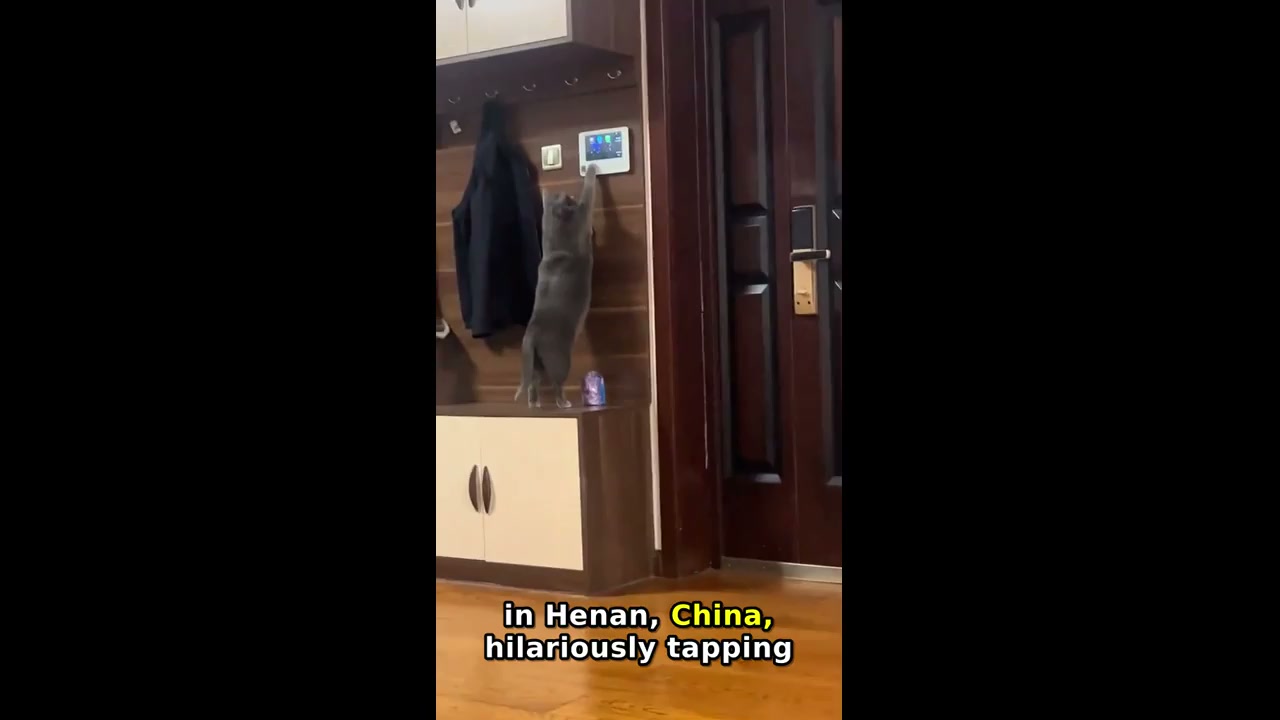 Curious cat hacks doorbell monitor in China