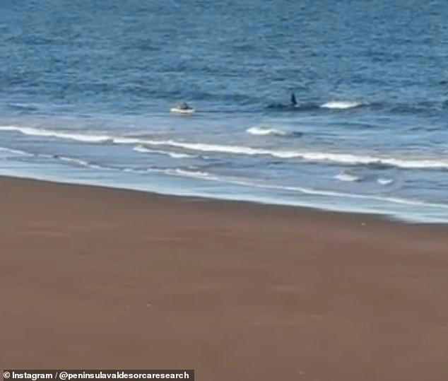 Ultra-rare close encounter between orca and canoeist as beast mistakes ...