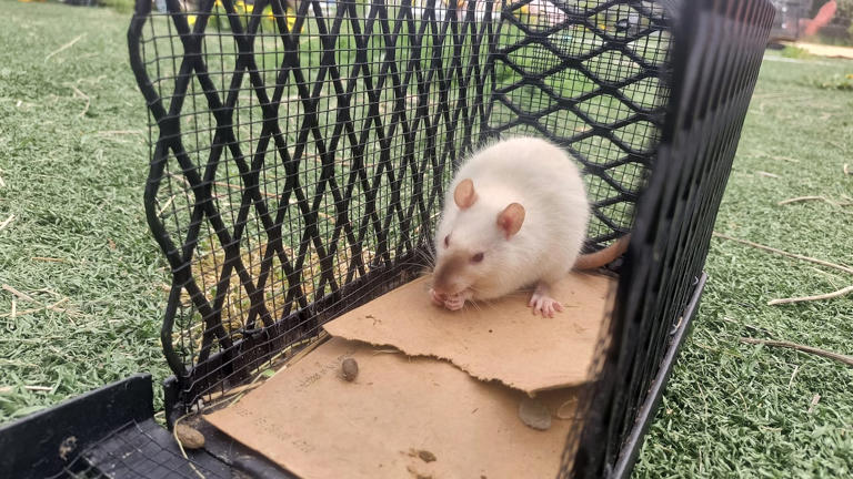 How chasing rats in tubes gives dogs the thrill of the hunt without the ...