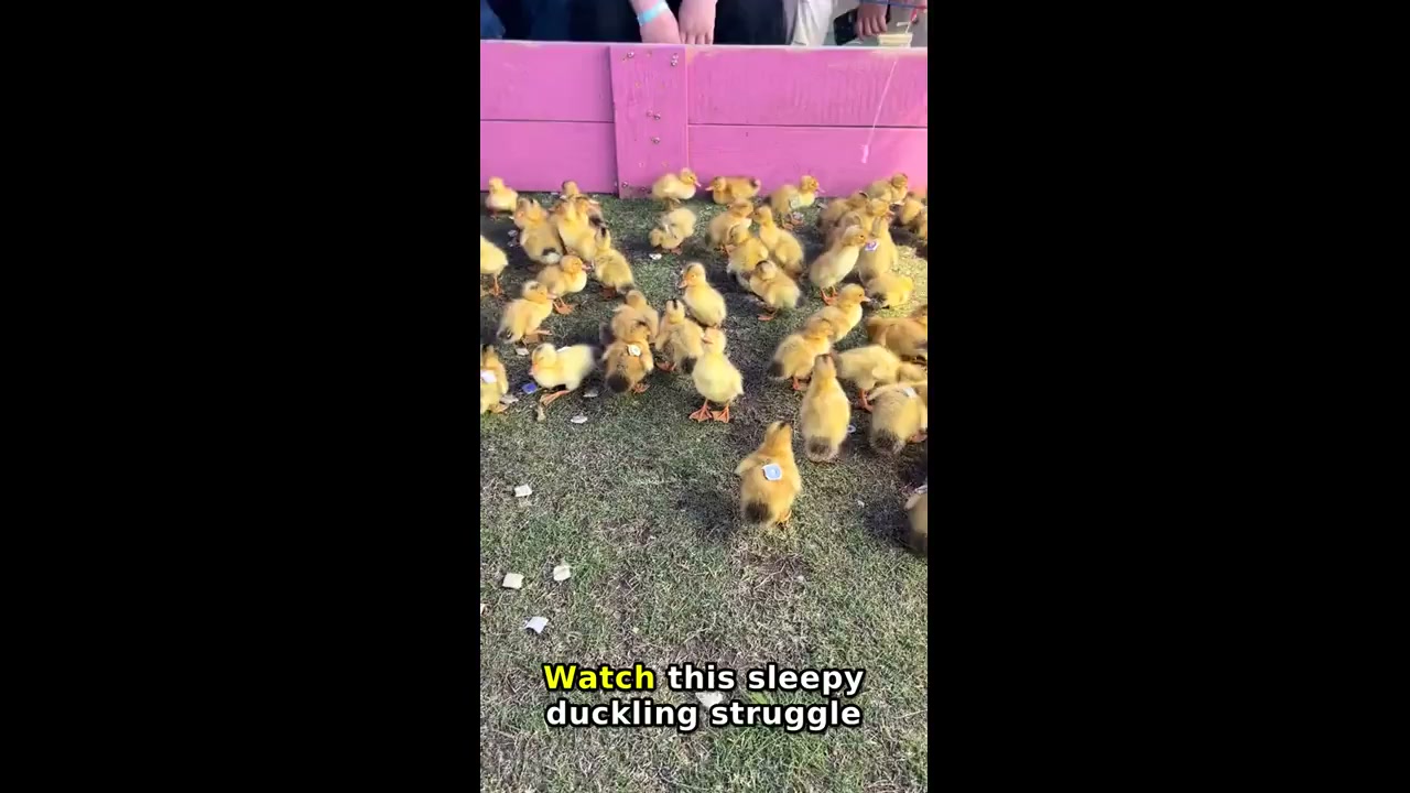 Sleepy duckling nods off in adorable group gathering