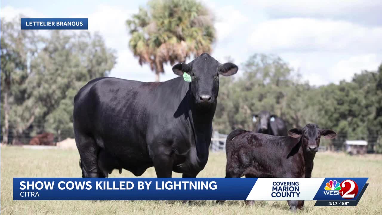 Show cattle killed by lightning in Marion County