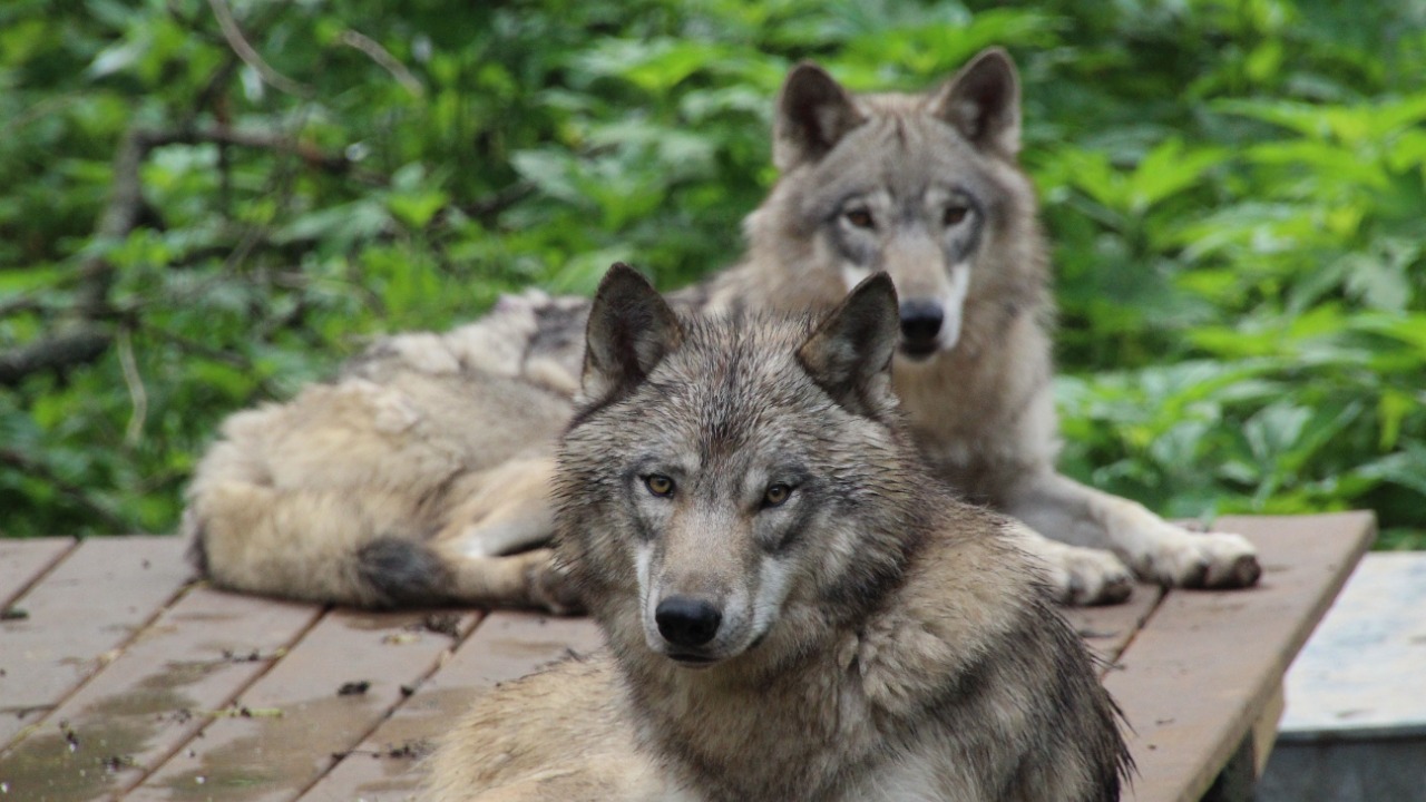 A six-year global study found most wild animals change how they move ...