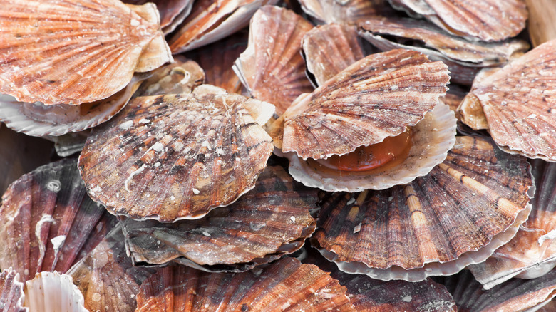 All of your scallop questions answered