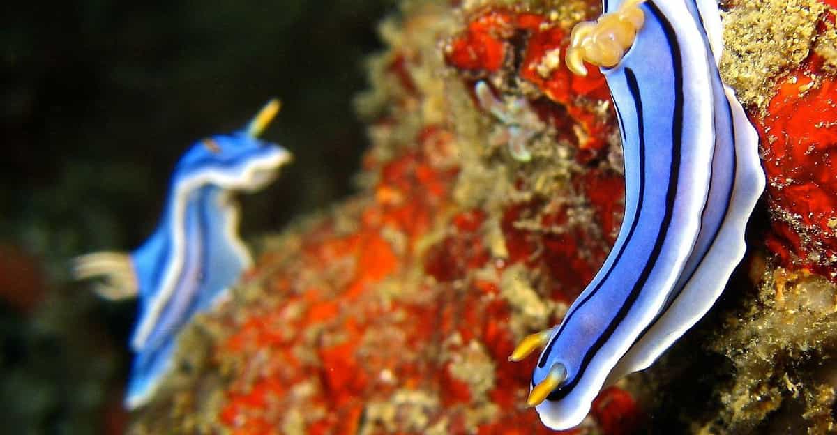 The most poisonous sea creatures