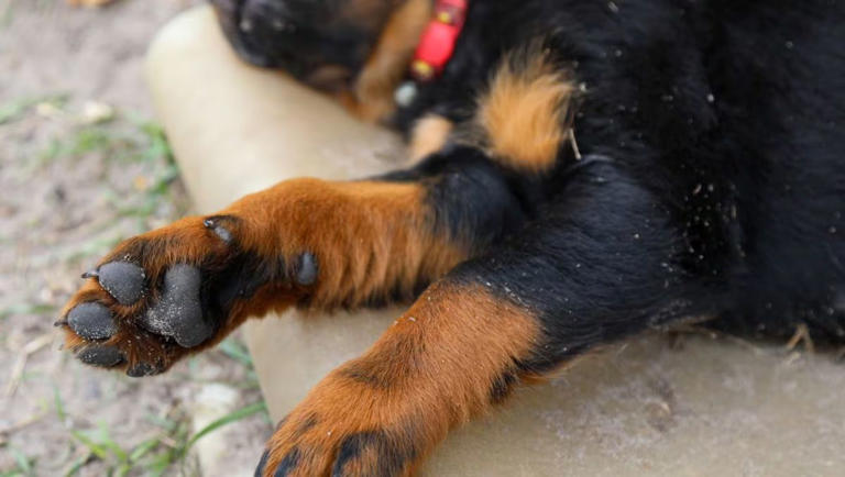 Confirma Acaxochitlán su primer caso de gusano barrenador en un perro