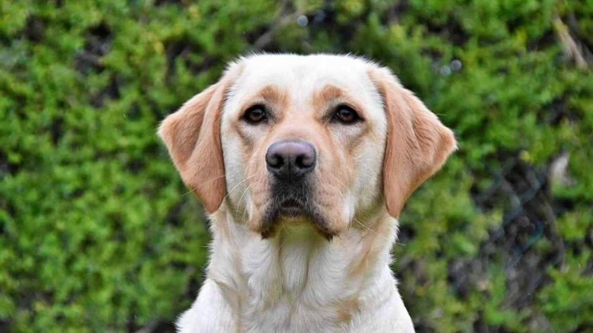 9 loving dog breeds that find true happiness with their human families